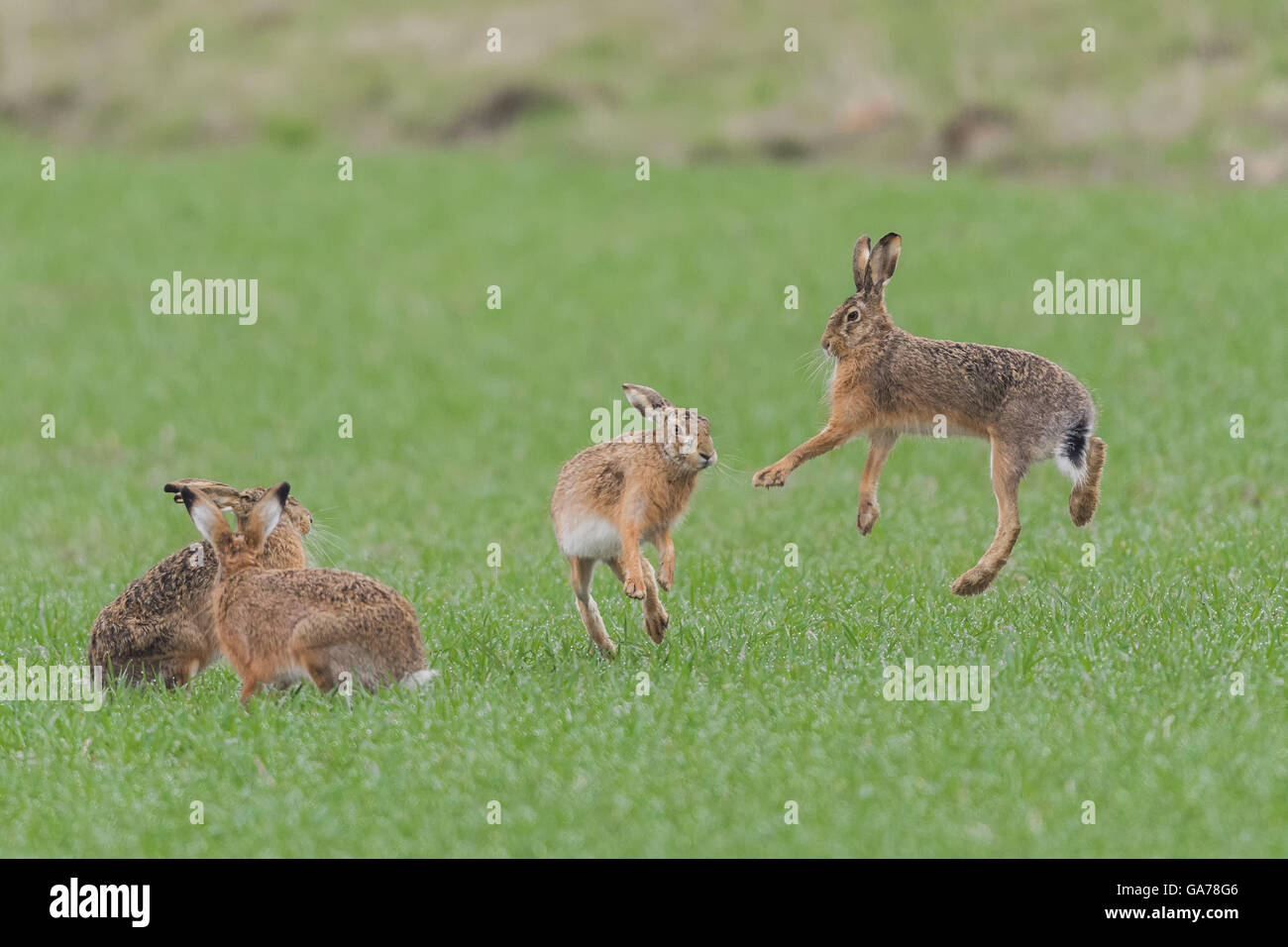 Feldhase (Lepus europaeus Stock Photo - Alamy