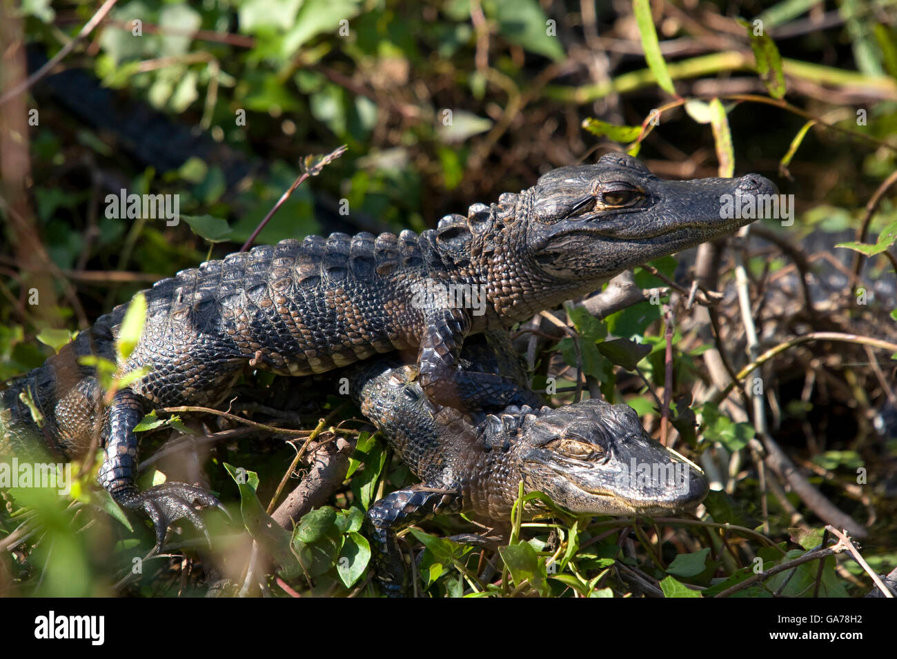 Alligator parks hi-res stock photography and images - Alamy