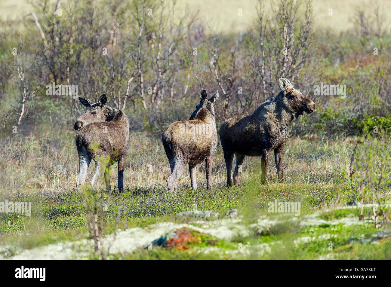 Elch (Alces alces) Moose Stock Photo - Alamy