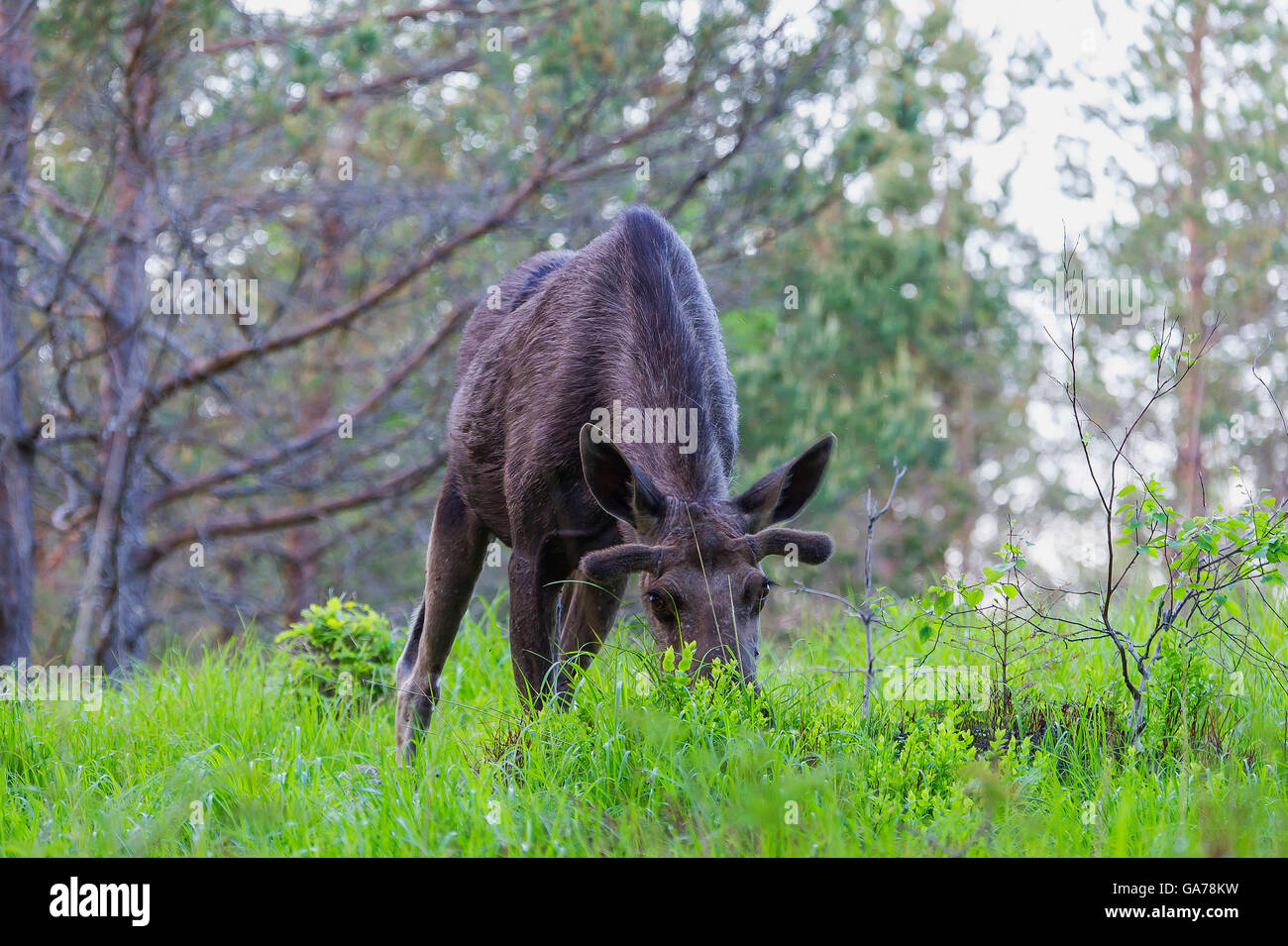 Elch (Alces alces) Moose Stock Photo - Alamy