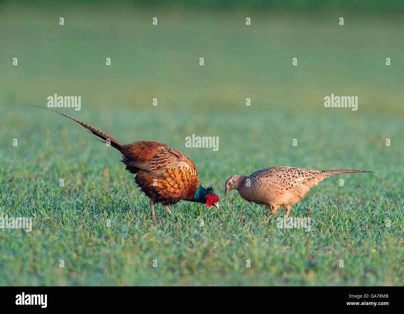 Two female common pheasants hi-res stock photography and images - Alamy