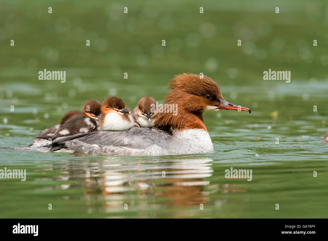 Juvenile mergus merganser goosander common hi-res stock photography and ...