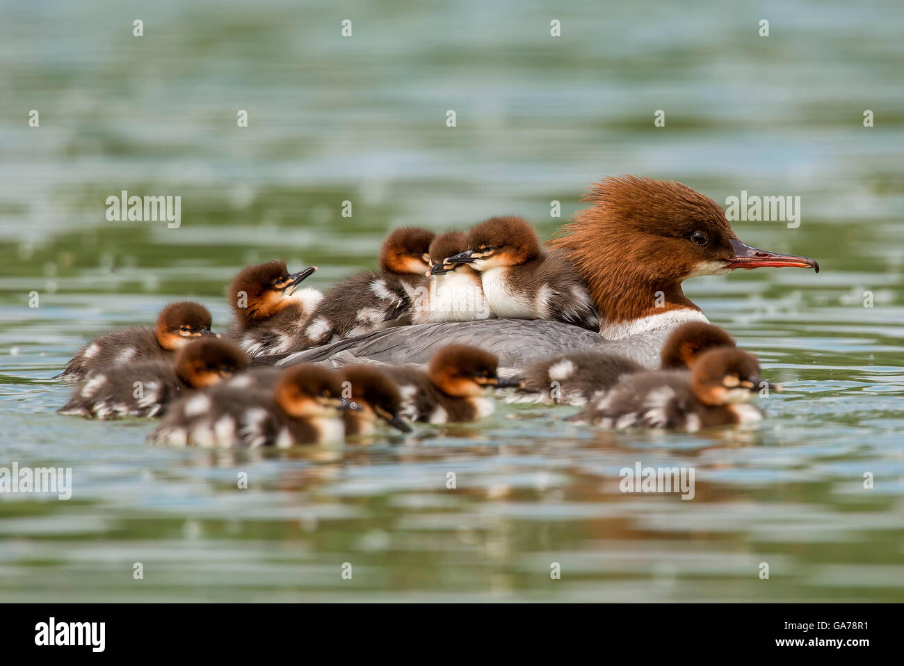 Merganser family hi-res stock photography and images - Alamy