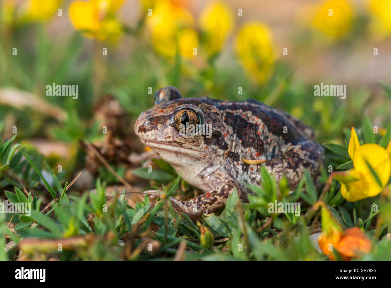 Knoblauchkroete (Pelobates fuscus) Common Spadefoot Stock Photo - Alamy