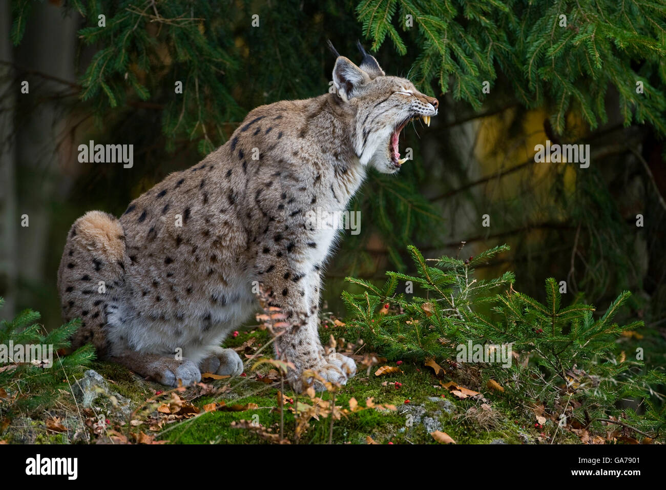 Luchs hi-res stock photography and images - Alamy