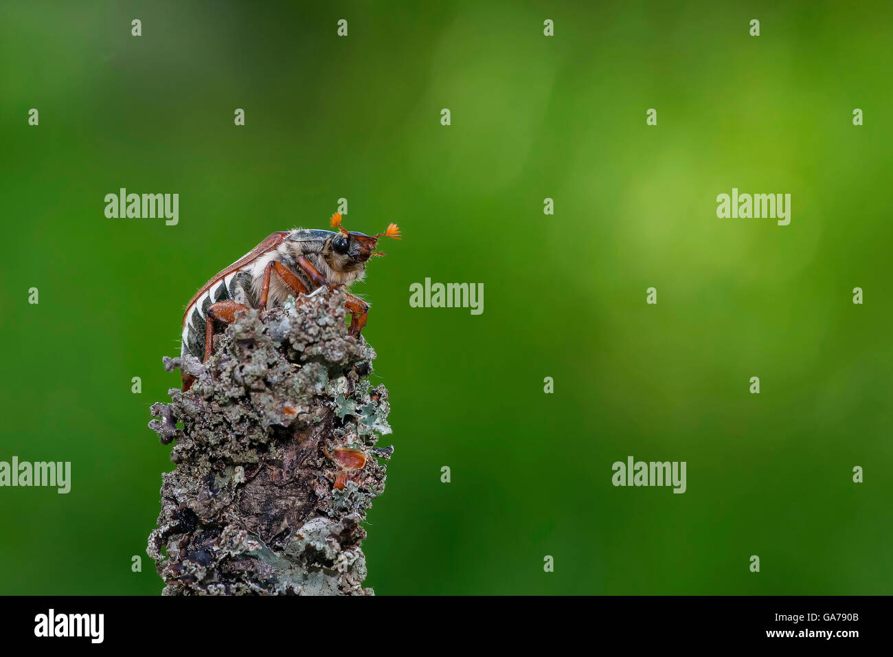 Maikaefer (Melolontha melolontha) Cockchafer or May Bug Stock Photo - Alamy