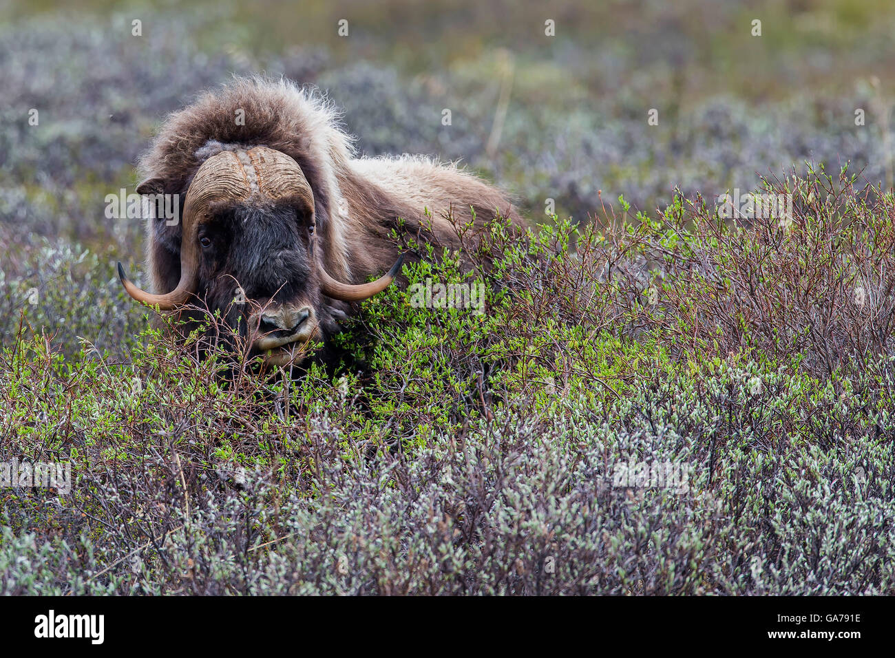 Moschatus hi-res stock photography and images - Alamy