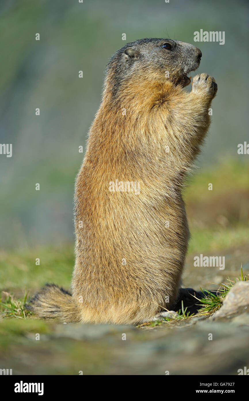 Murmeltier (Marmota marmota) Marmot Stock Photo - Alamy
