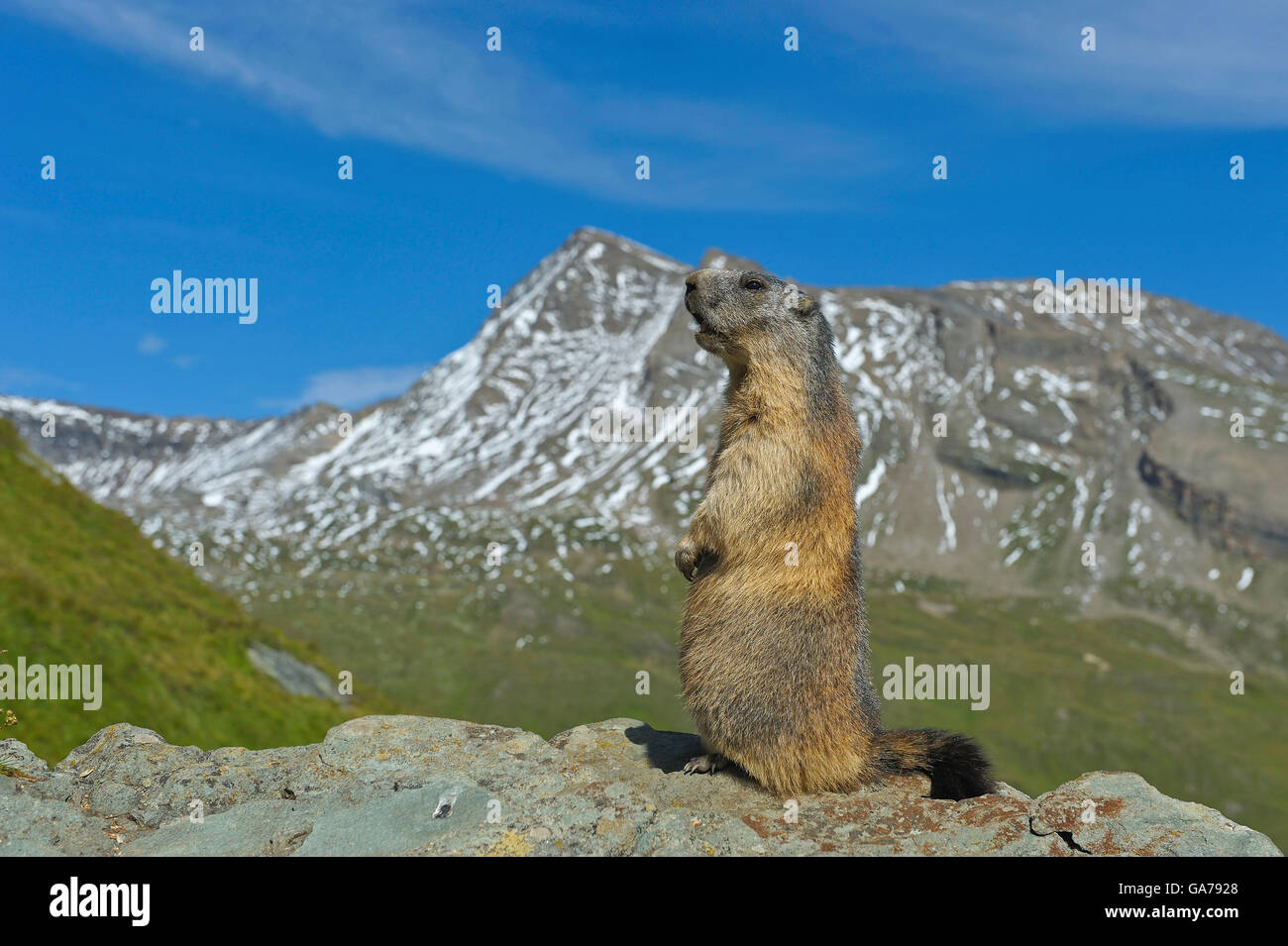Murmeltier (Marmota marmota) Marmot Stock Photo - Alamy