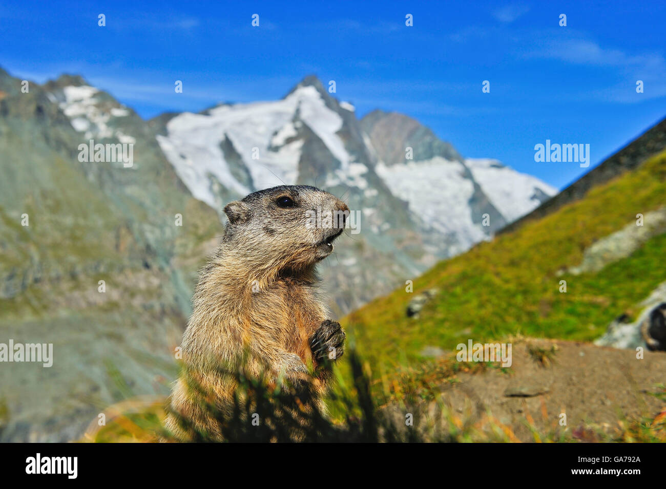 Murmeltier (Marmota marmota) Marmot Stock Photo - Alamy