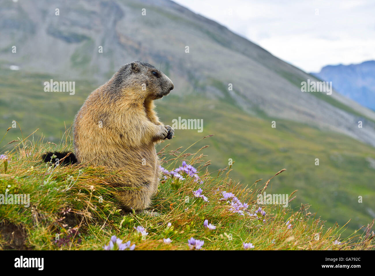 Murmeltier (Marmota marmota) Marmot Stock Photo - Alamy