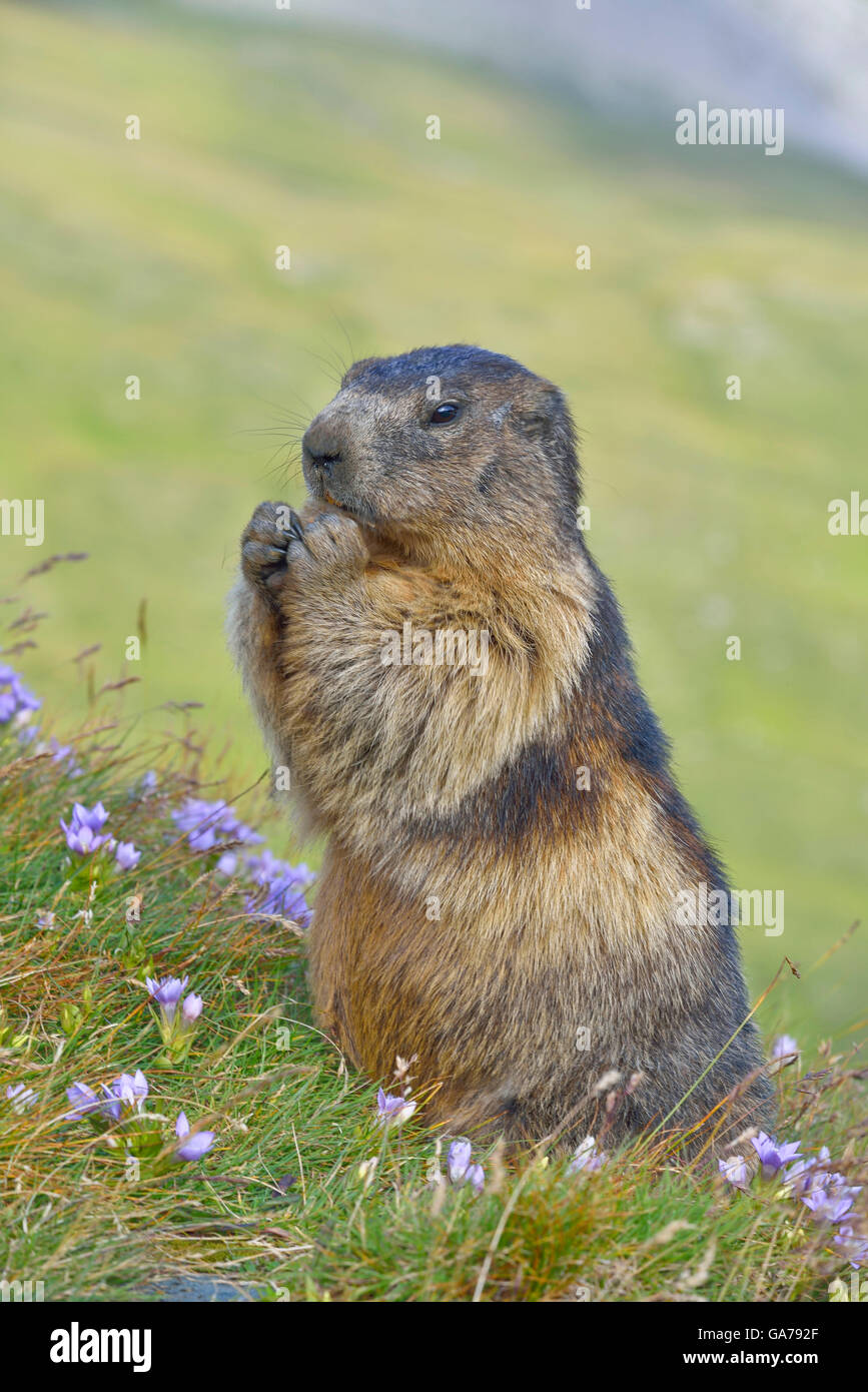 Murmeltier (Marmota marmota) Marmot Stock Photo - Alamy