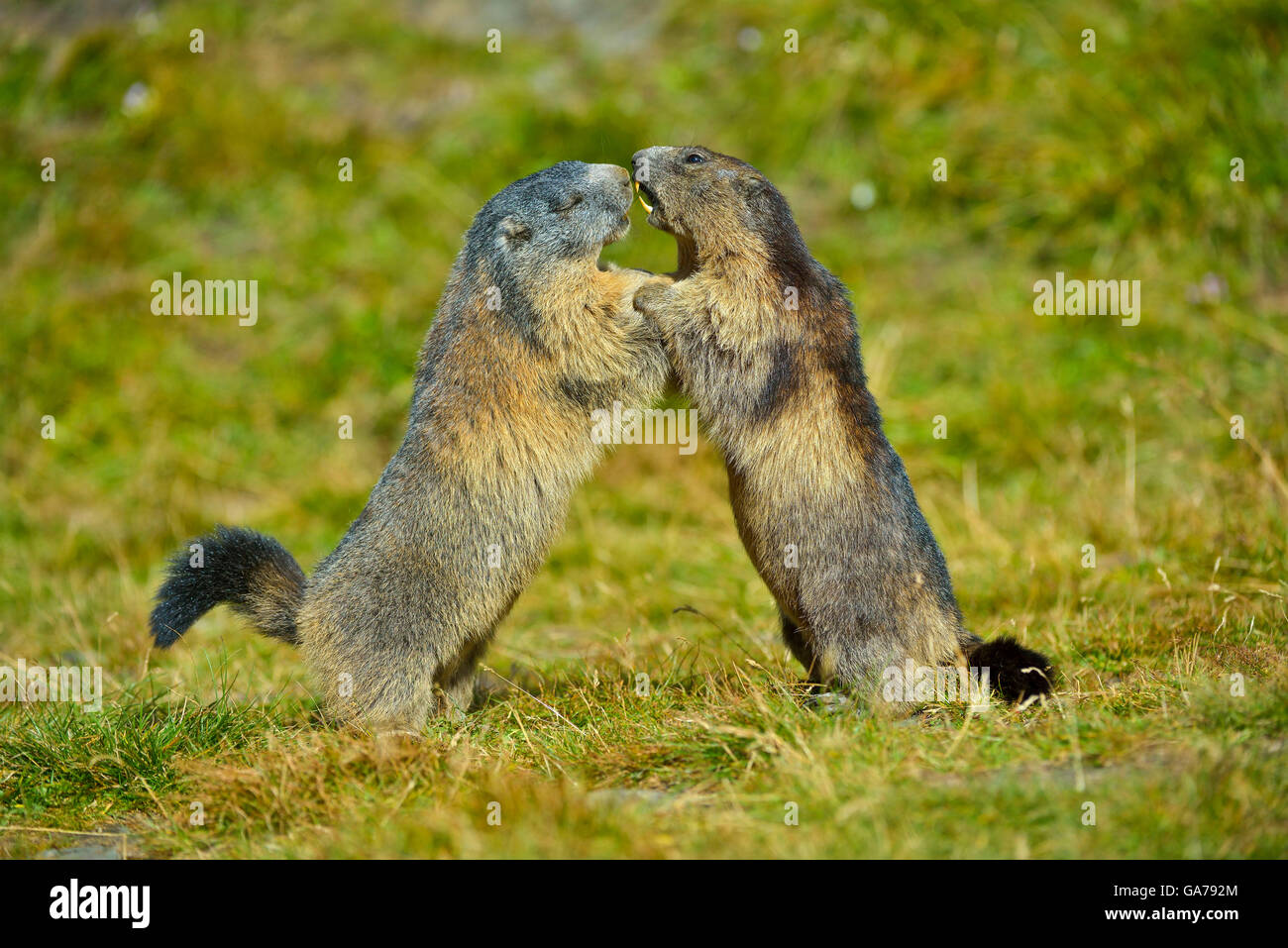 Murmeltier (Marmota marmota) Marmot Stock Photo - Alamy