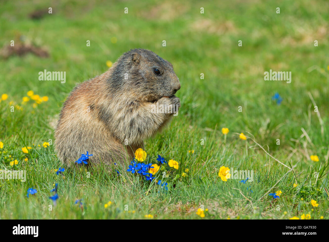 Murmeltier (Marmota marmota) Marmot Stock Photo - Alamy