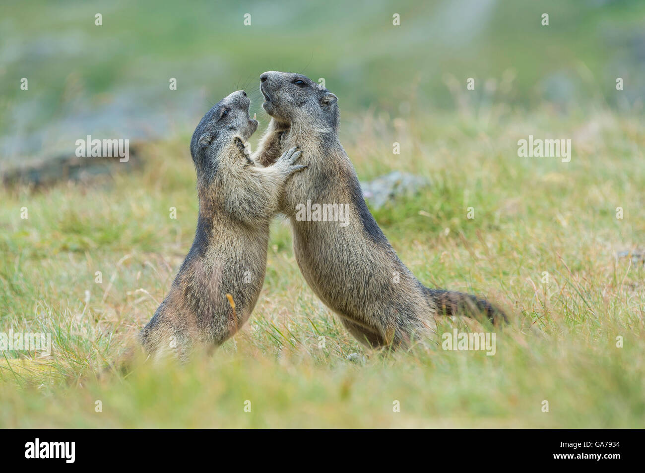 Murmeltier (Marmota marmota) Marmot Stock Photo - Alamy