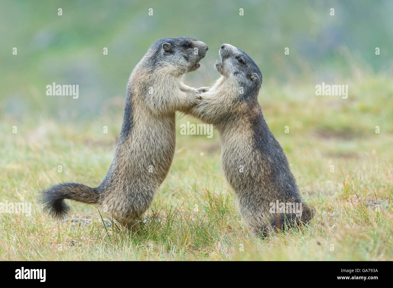 Murmeltier (Marmota marmota) Marmot Stock Photo - Alamy