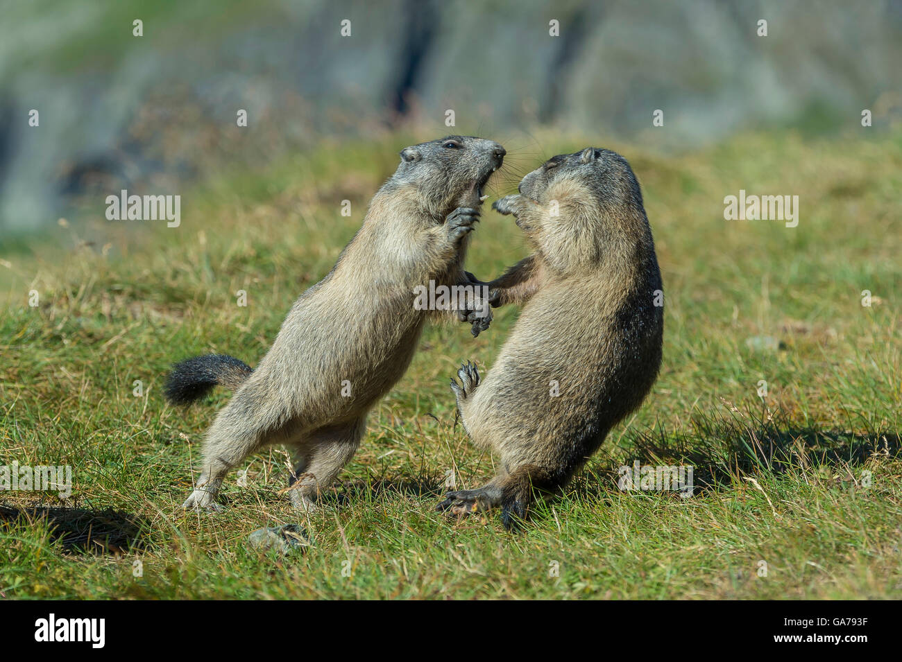 Murmeltier (Marmota marmota) Marmot Stock Photo - Alamy