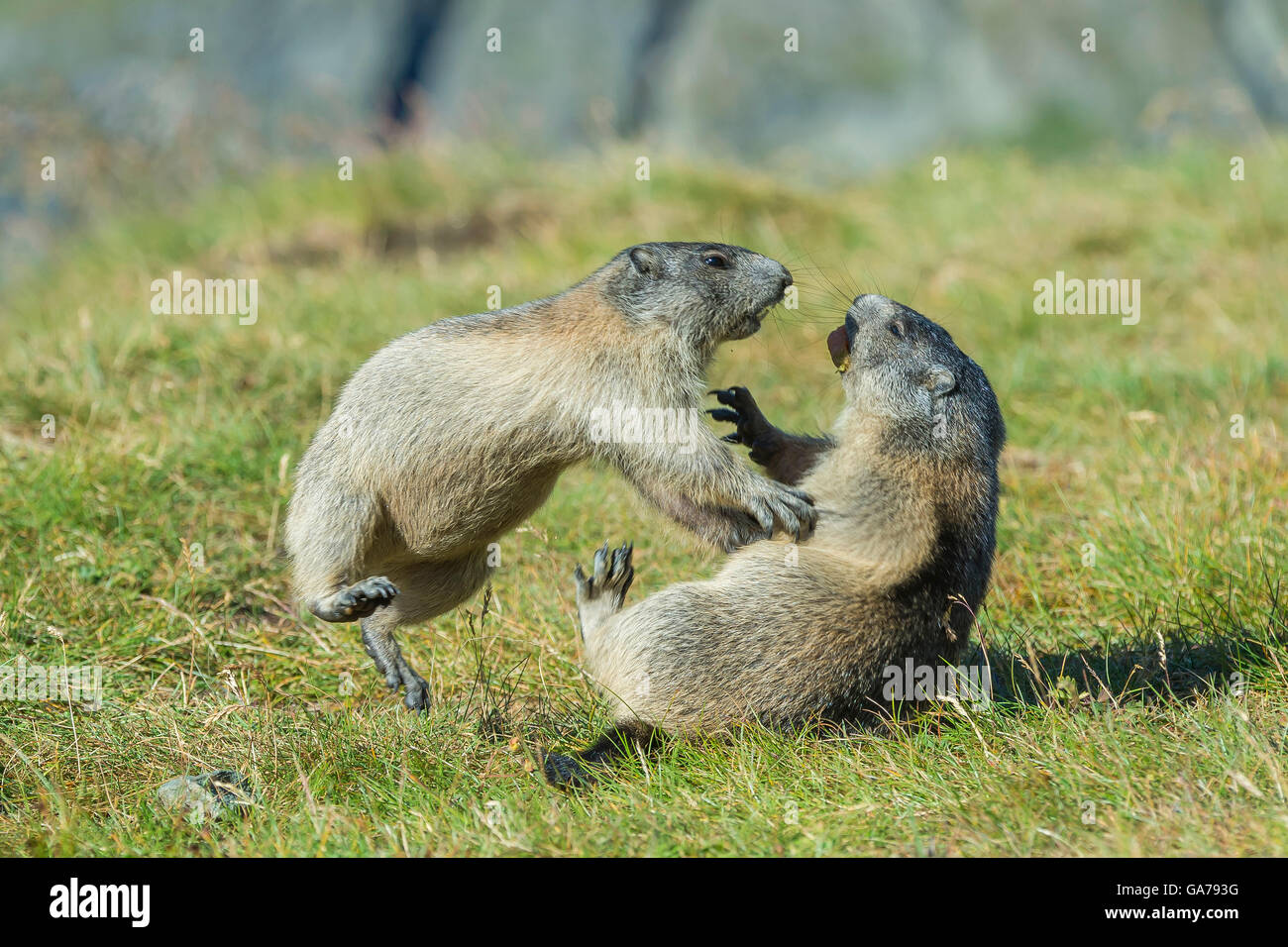 Murmeltier (Marmota marmota) Marmot Stock Photo - Alamy