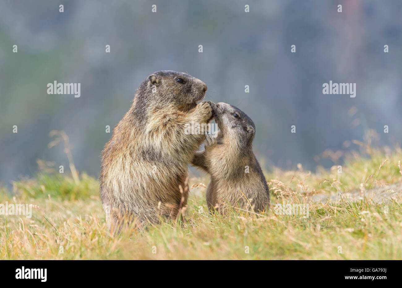 Murmeltier (Marmota marmota) Marmot Stock Photo - Alamy