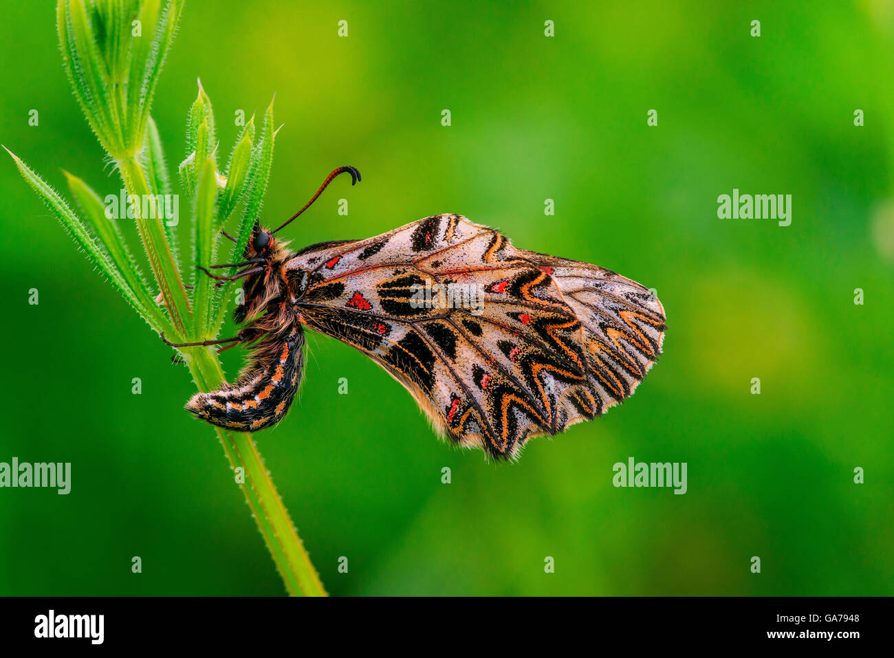 Osterluzeifalter (Zerynthia polyxena) Southern Festoon Stock Photo - Alamy