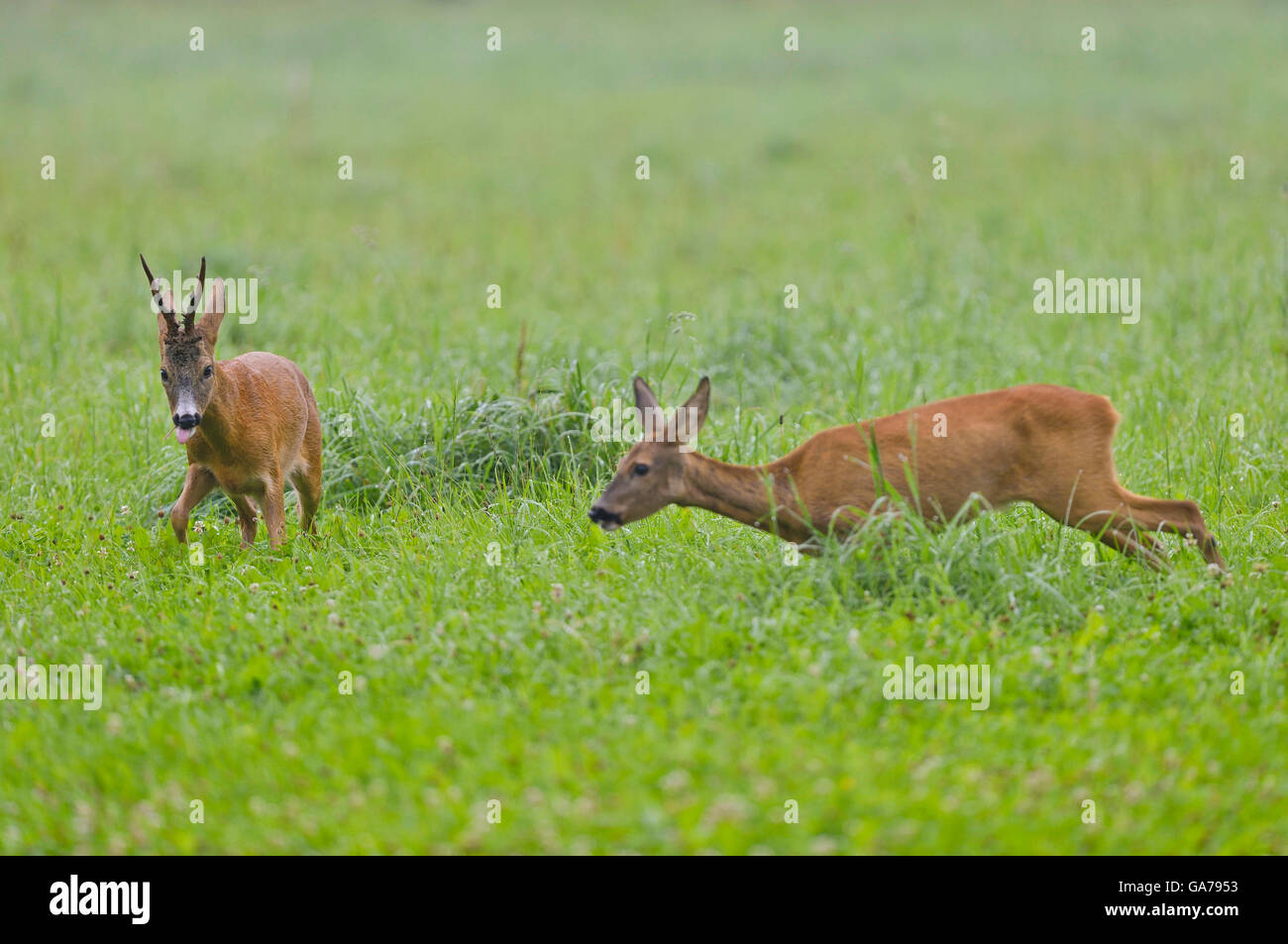 Reh (Capreolus capreolus) deer Stock Photo - Alamy