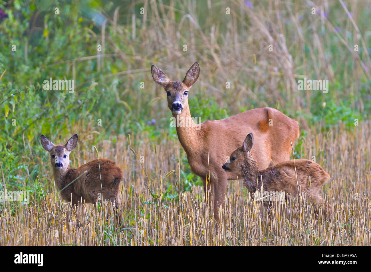 Reh (Capreolus capreolus) deer Stock Photo - Alamy