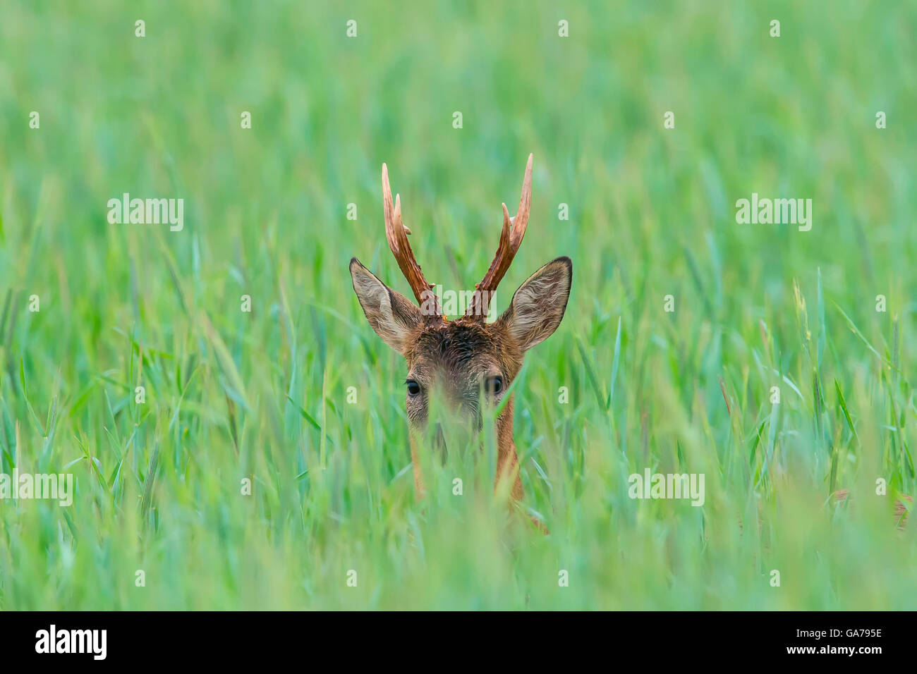 Reh head hi-res stock photography and images - Alamy