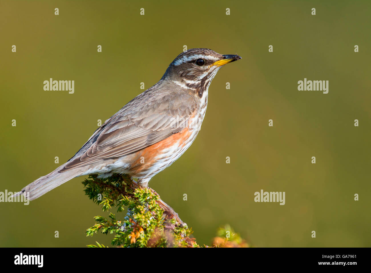 Rotdrossel (Turdus iliacus) Redwing Stock Photo - Alamy