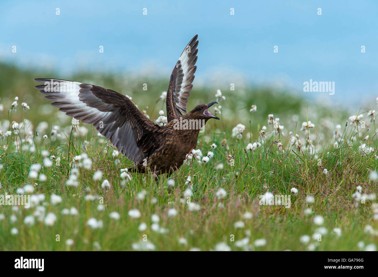 Great skuas images hi-res stock photography and images - Alamy