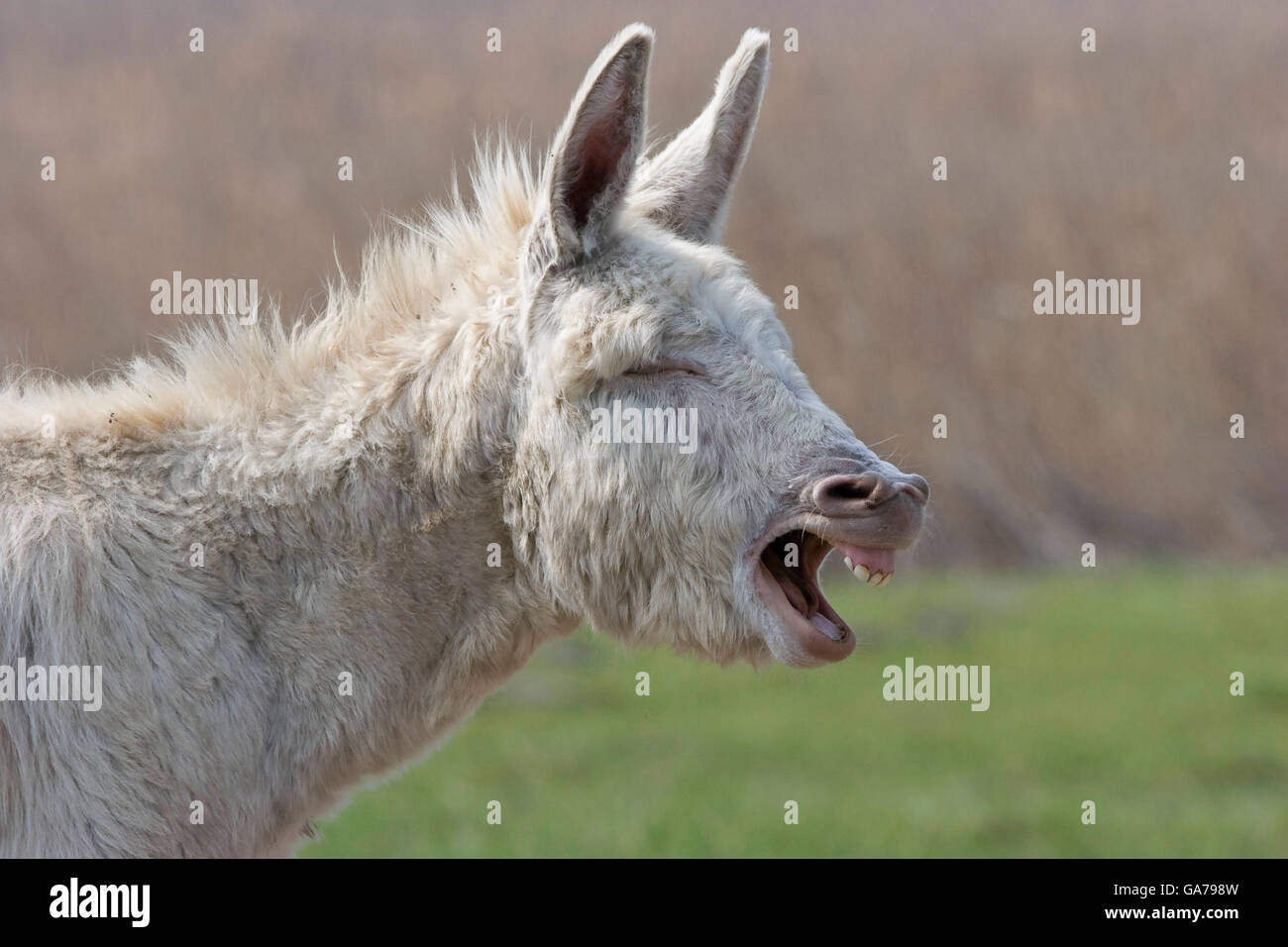 Communication domestic hi-res stock photography and images - Alamy