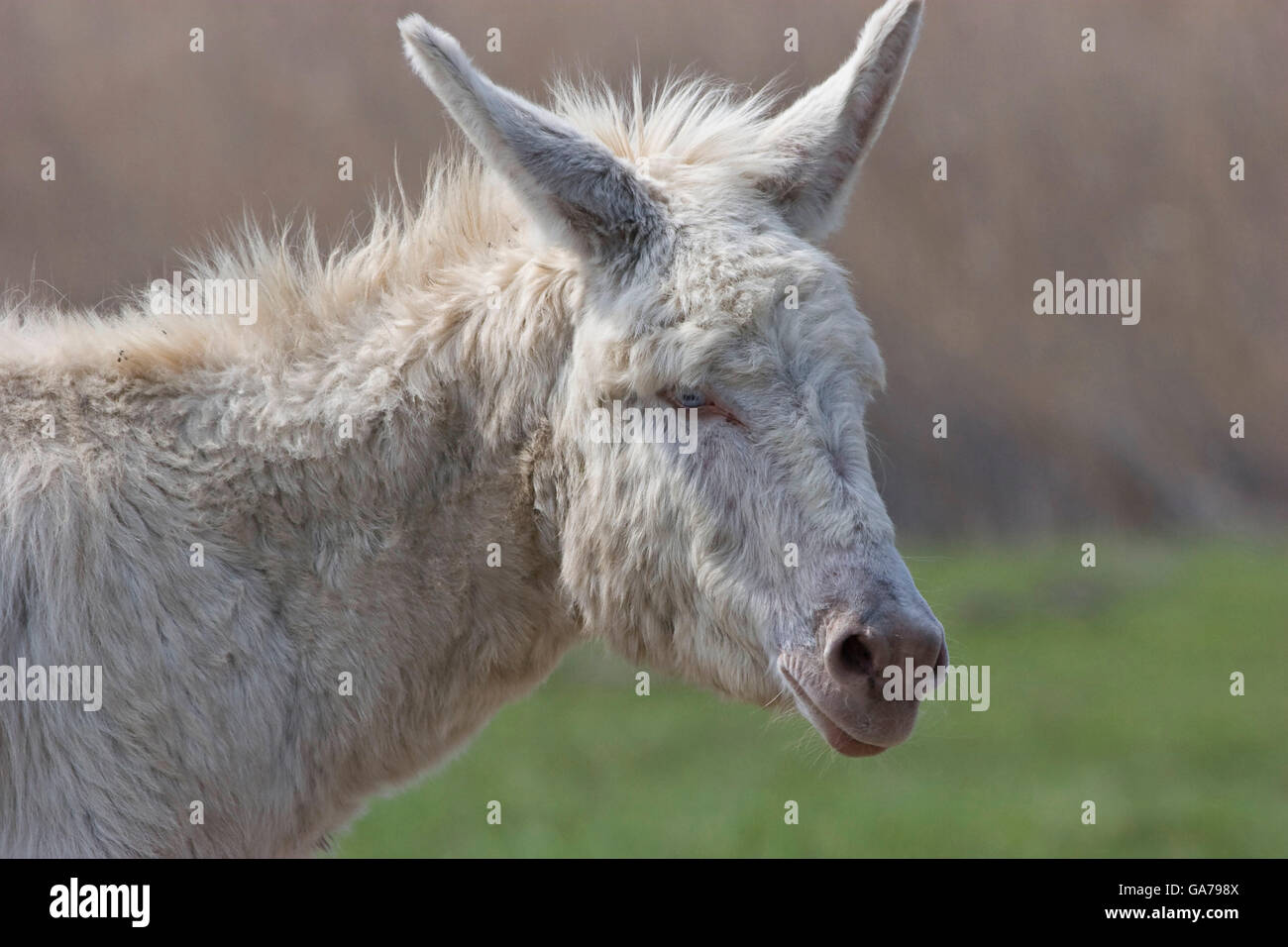 Domestic Donkey, albino Stock Photo - Alamy