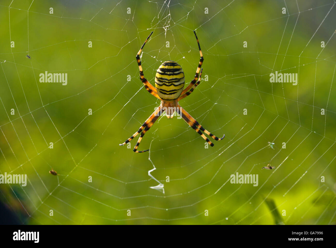 Wespenspinne (Argiope bruennichi) wasp spider Stock Photo - Alamy