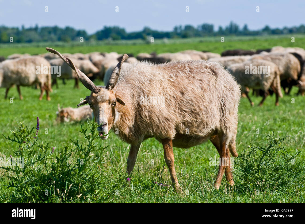 Racka flock hi-res stock photography and images - Alamy