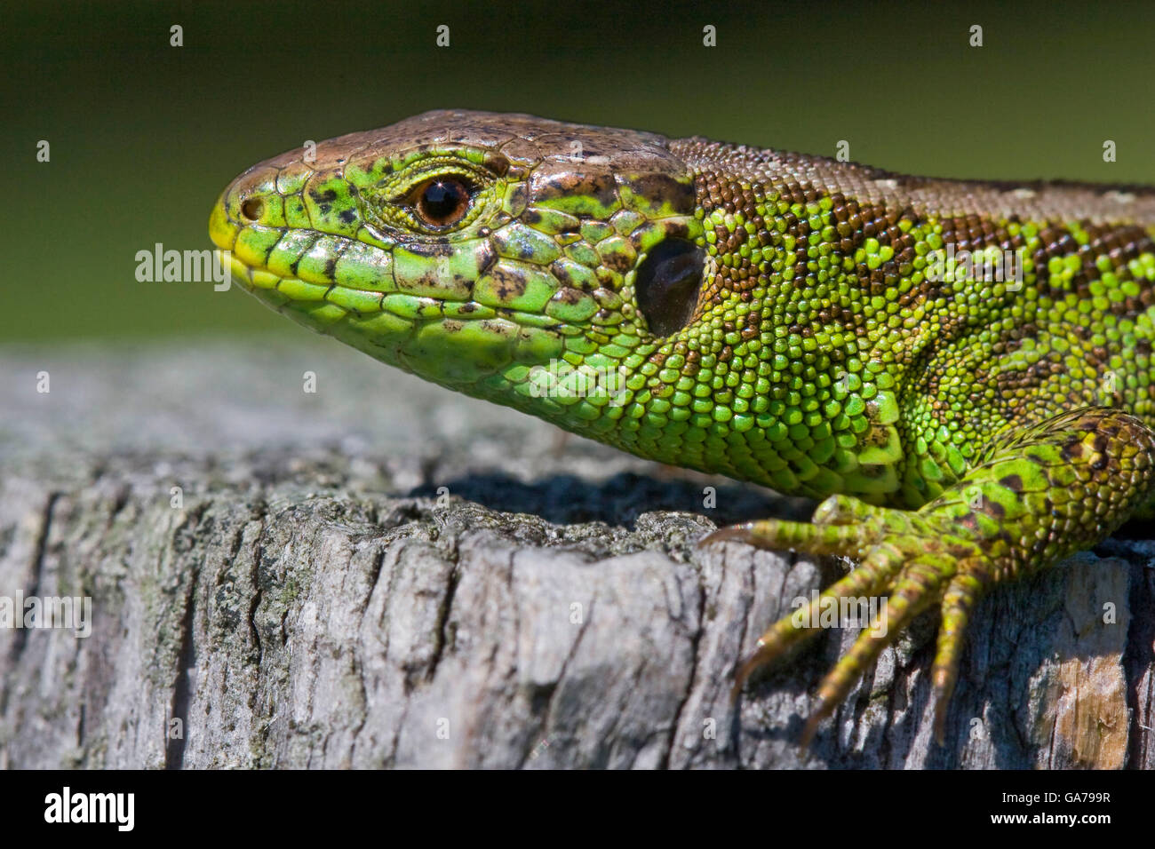 Zauneidechse (Lacerta agilis) Sand Lizard Stock Photo - Alamy