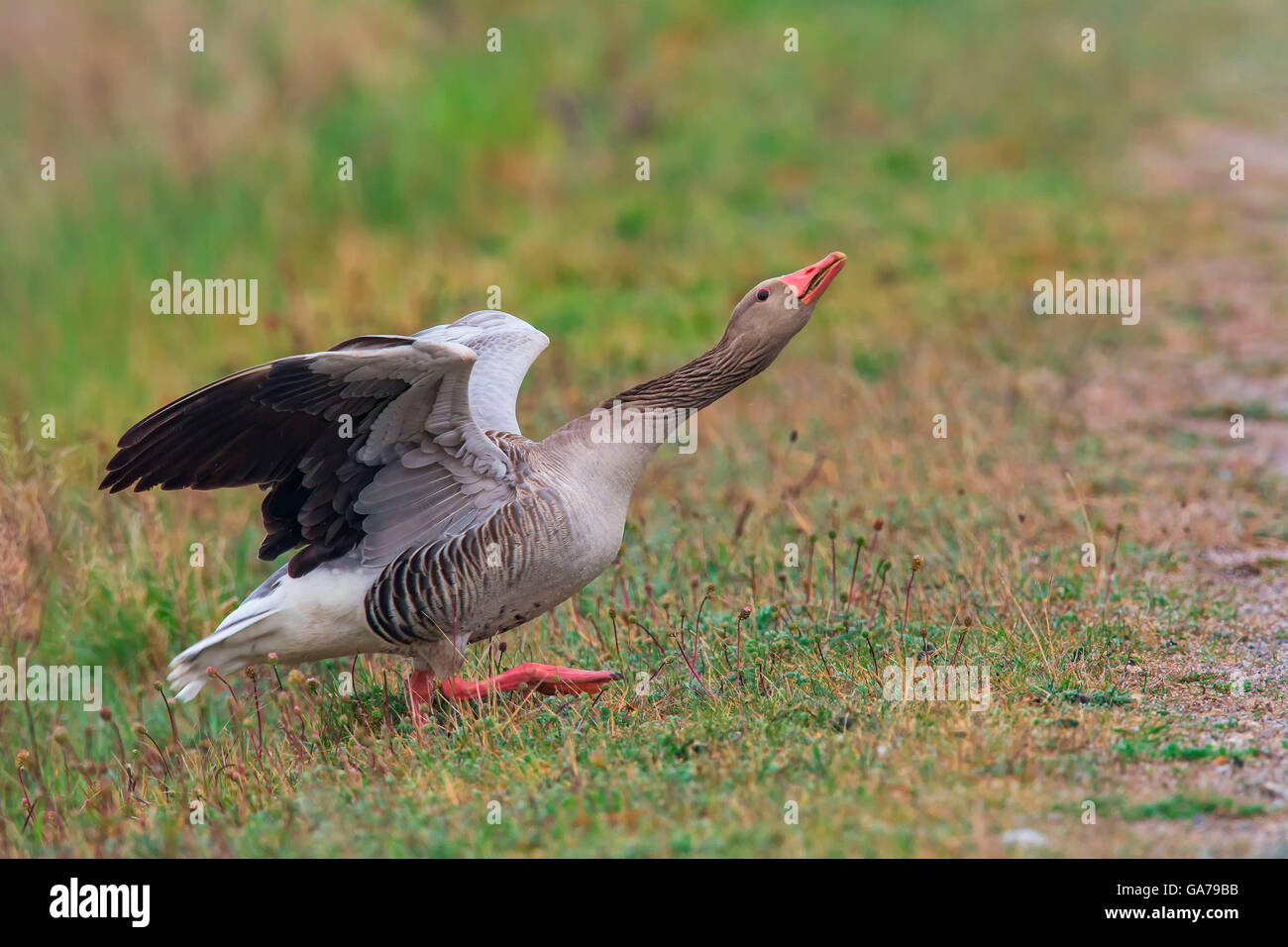 Greylag goose open wings hi-res stock photography and images - Alamy