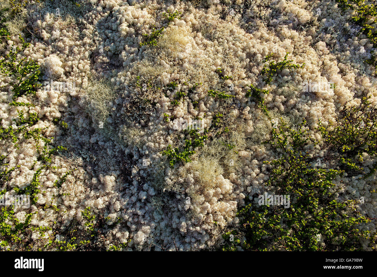 Star Tipped Reindeer Lichen High Resolution Stock Photography and ...