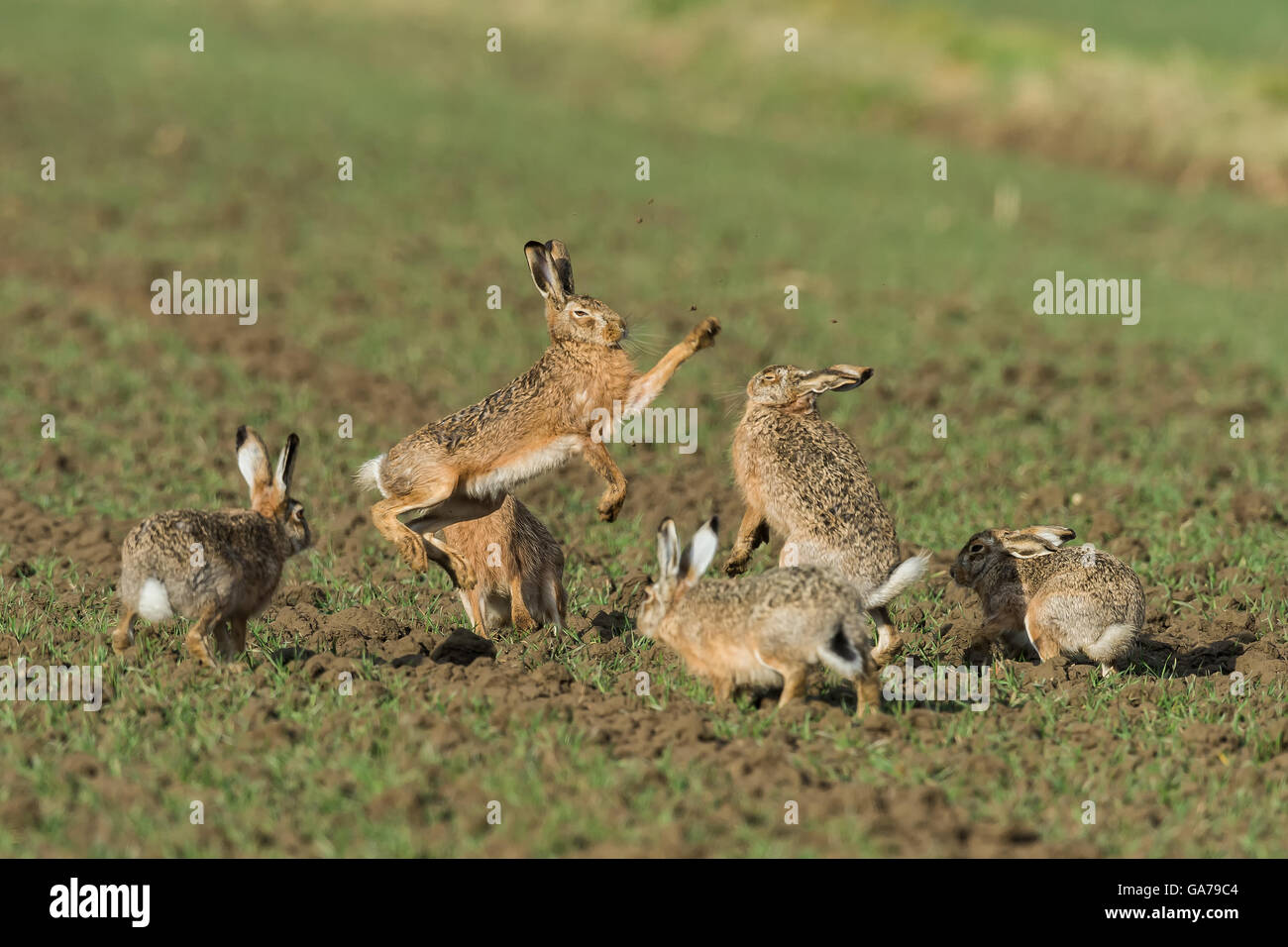 Brown Hare (Lepus europaeus Stock Photo - Alamy