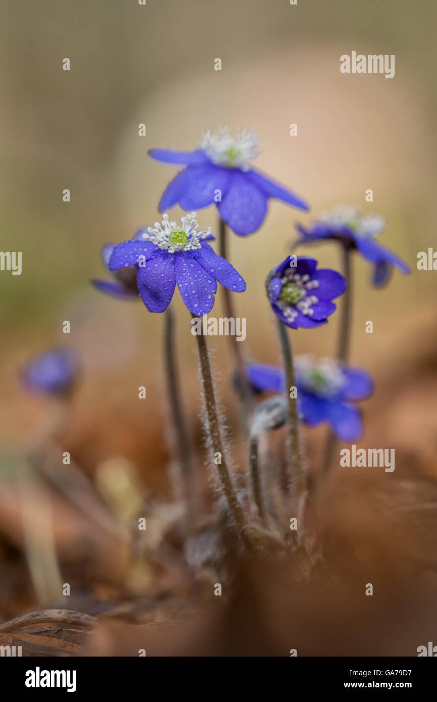 Common Hepatica (Hepatica nobilis9 Stock Photo - Alamy