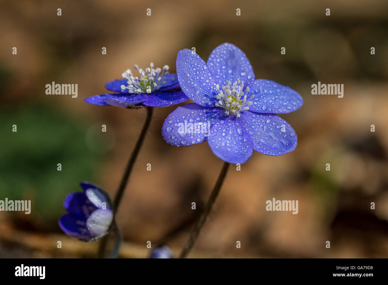 Common Hepatica (Hepatica nobilis9 Stock Photo - Alamy