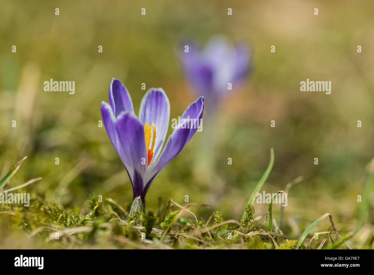 Crocus spec hi-res stock photography and images - Alamy
