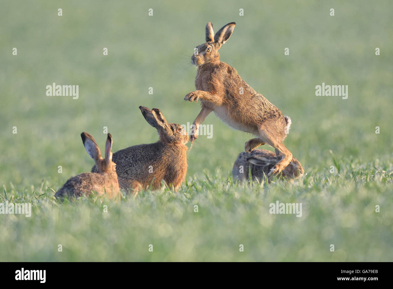 Spring hare leaping hi-res stock photography and images - Alamy