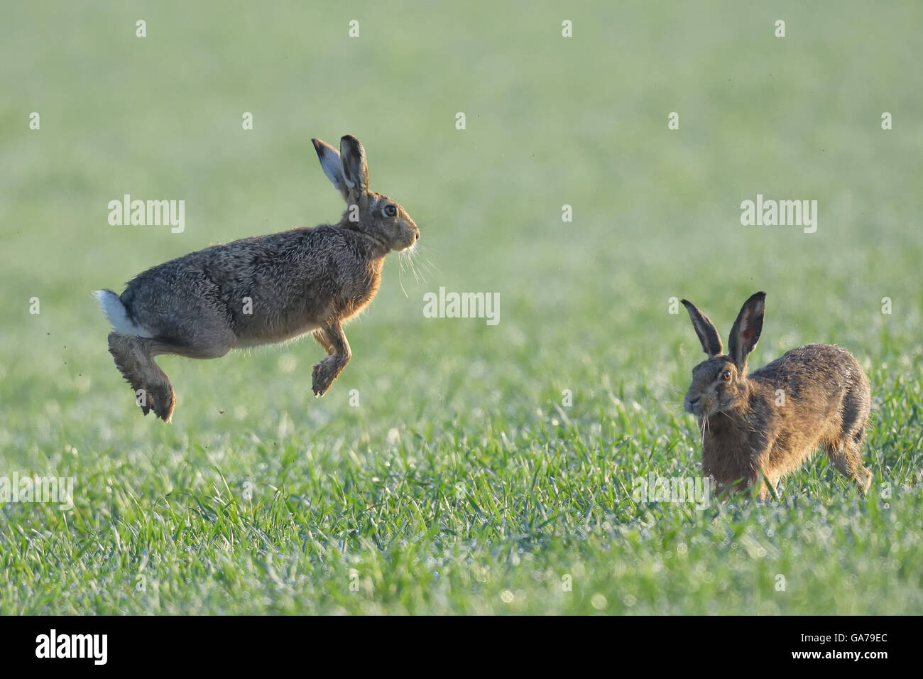 Spring hare leaping hi-res stock photography and images - Alamy