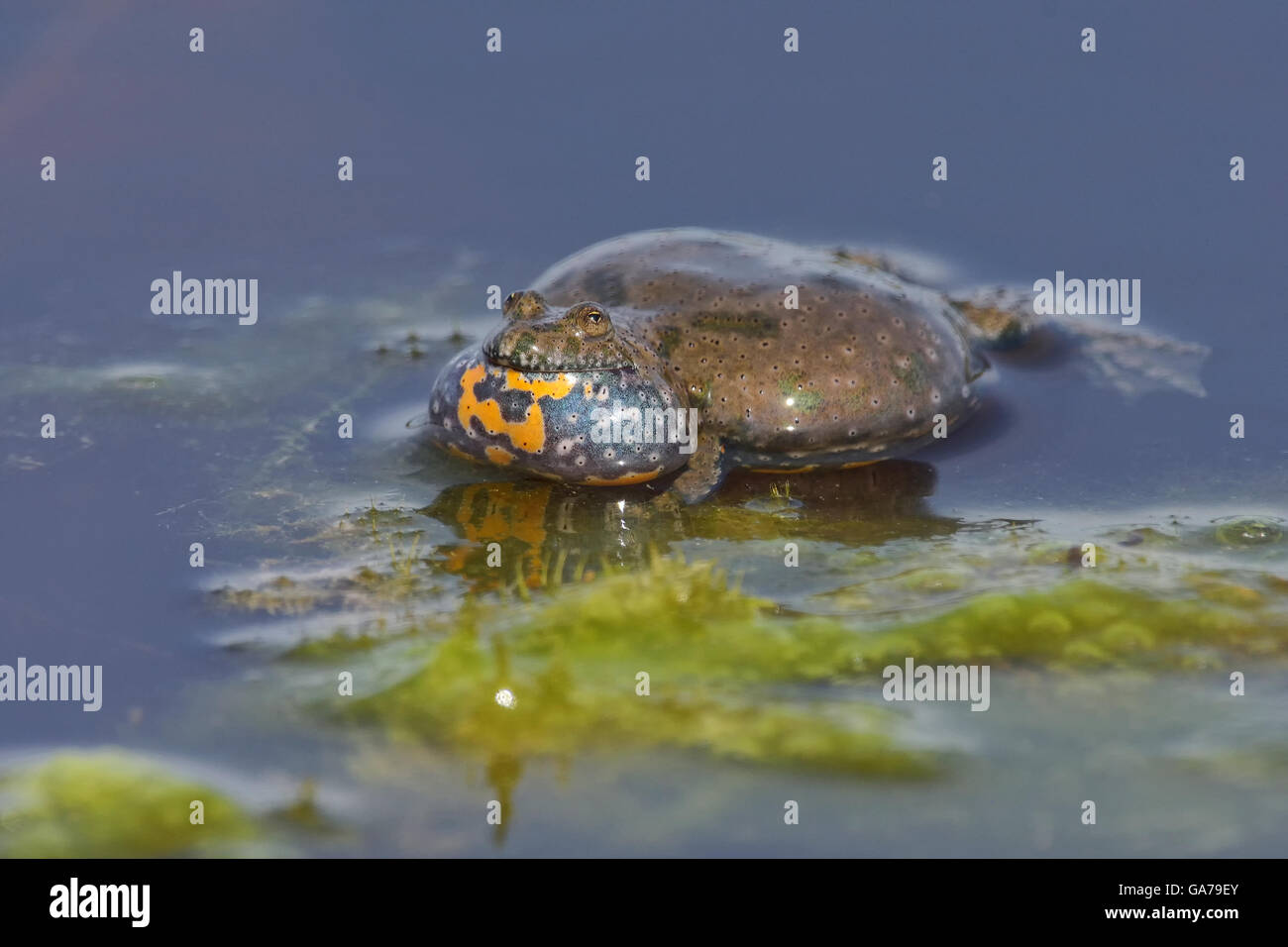 Yellow-bellied Toad (Bombina variegata Stock Photo - Alamy