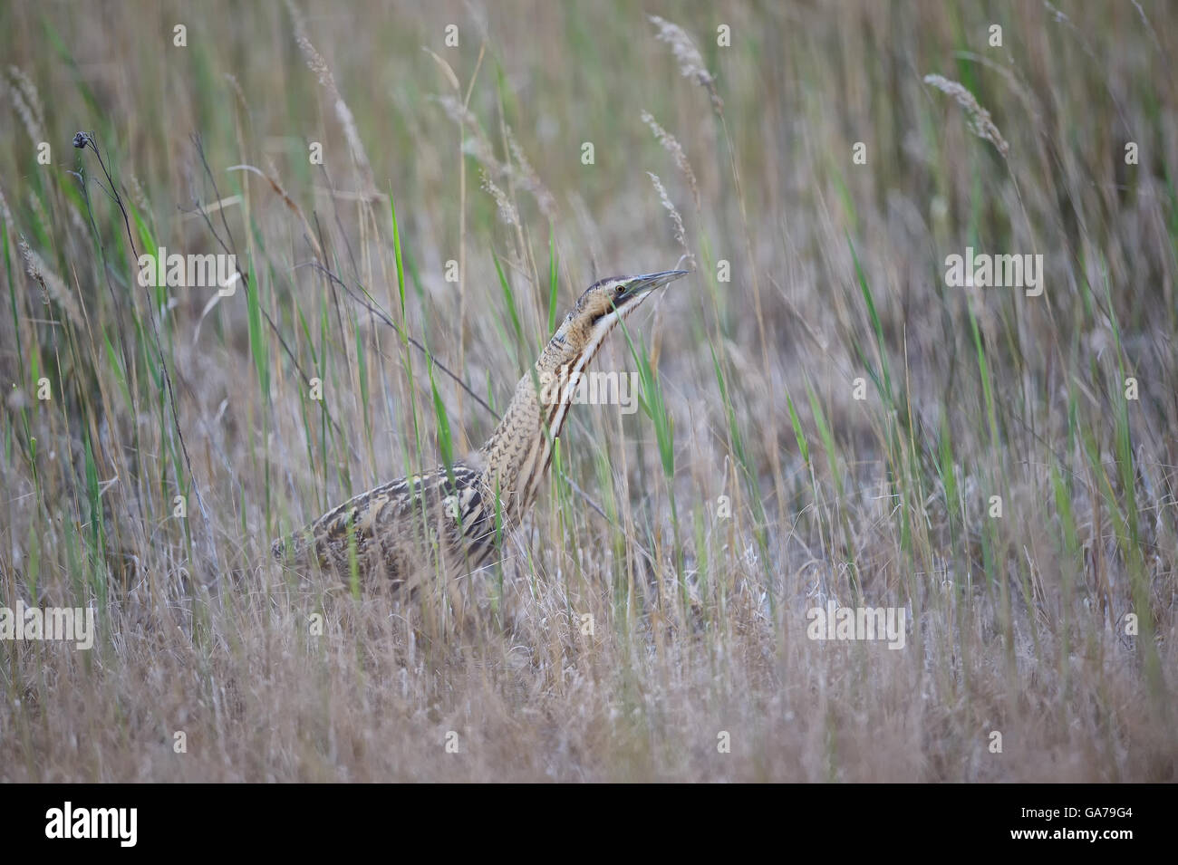 Eurasian Bittern (Botaurus stellaris Stock Photo - Alamy