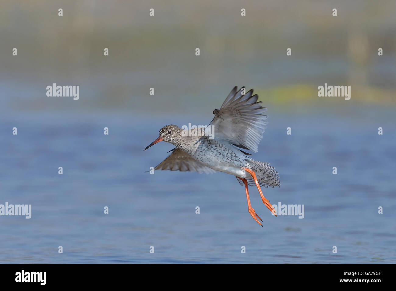 Redshanks flying hi-res stock photography and images - Alamy