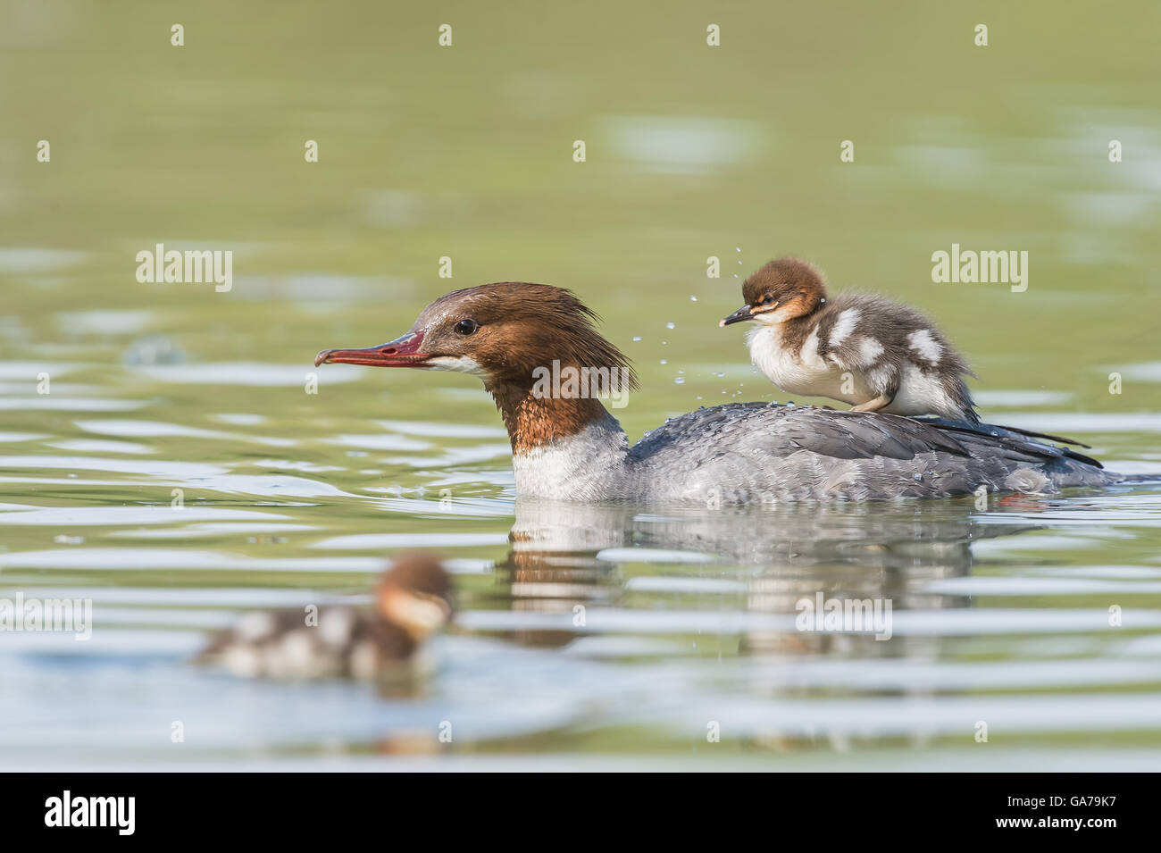 Merganser family hi-res stock photography and images - Alamy