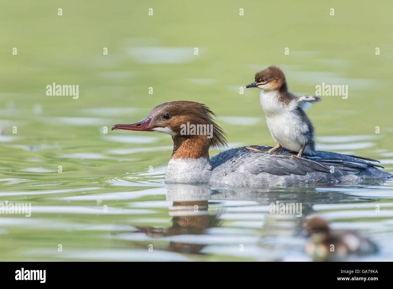 Juvenile mergus merganser goosander common hi-res stock photography and ...