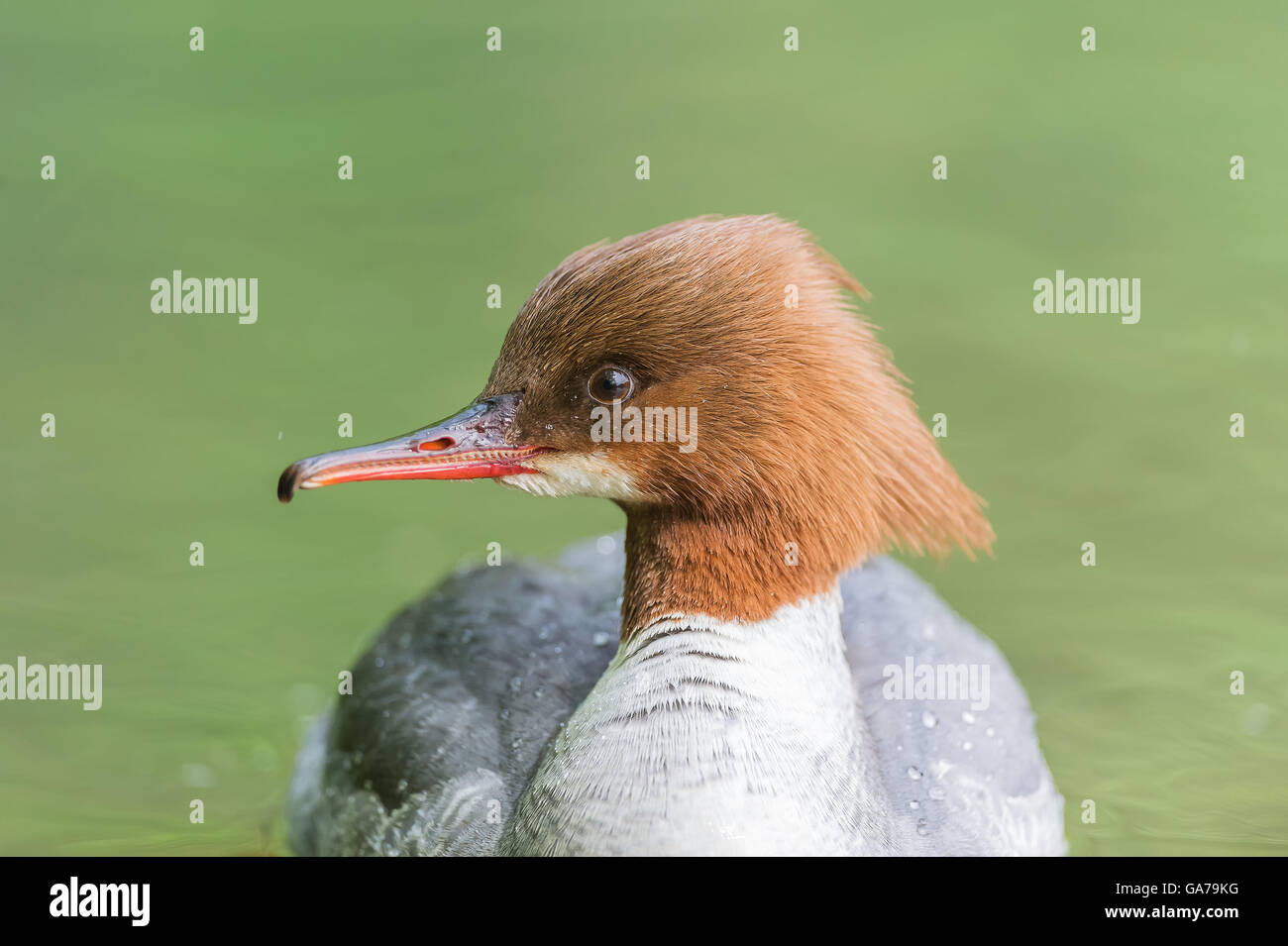 One female common merganser swimming hi-res stock photography and ...