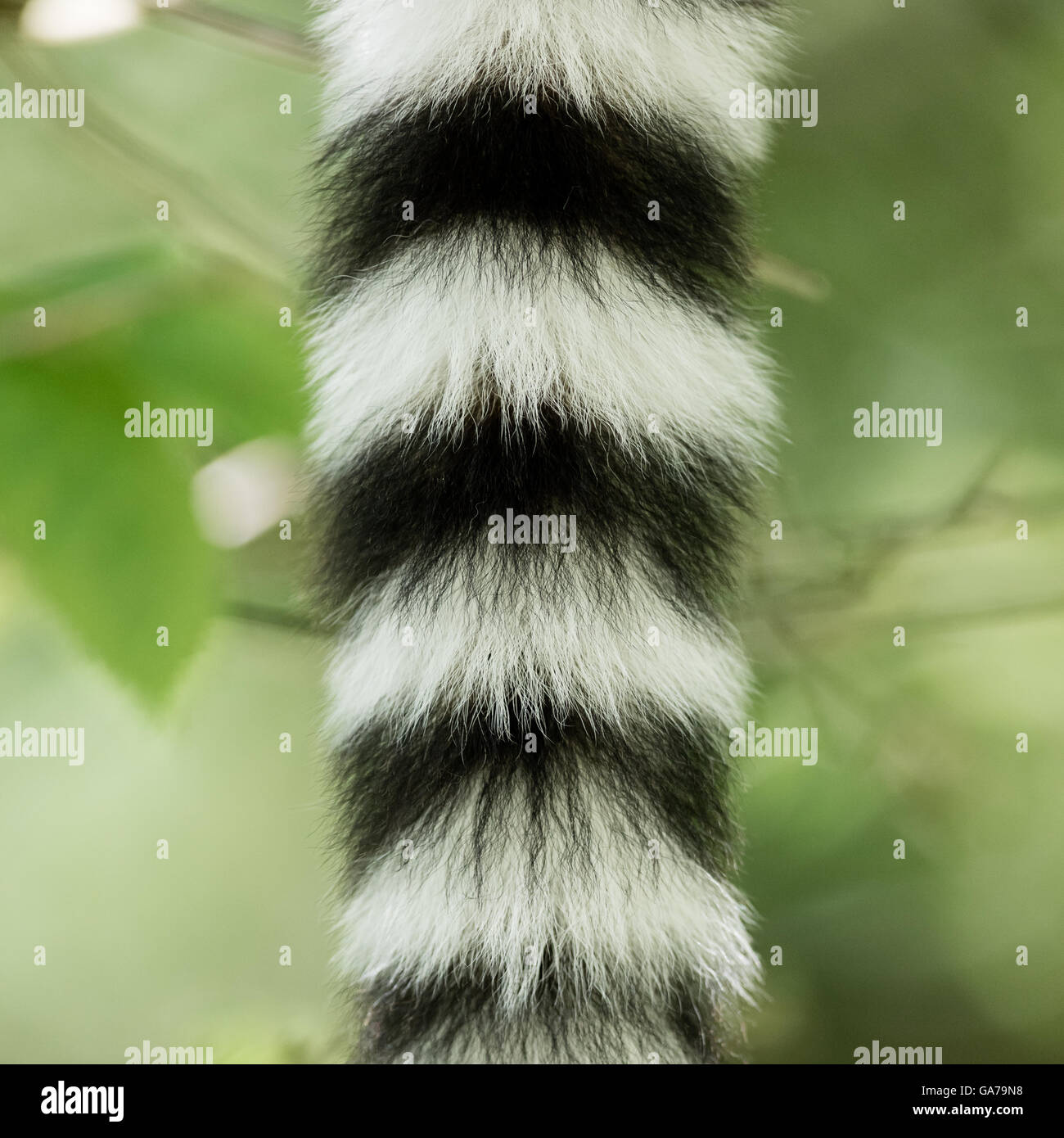 Primate tail balance hi-res stock photography and images - Alamy