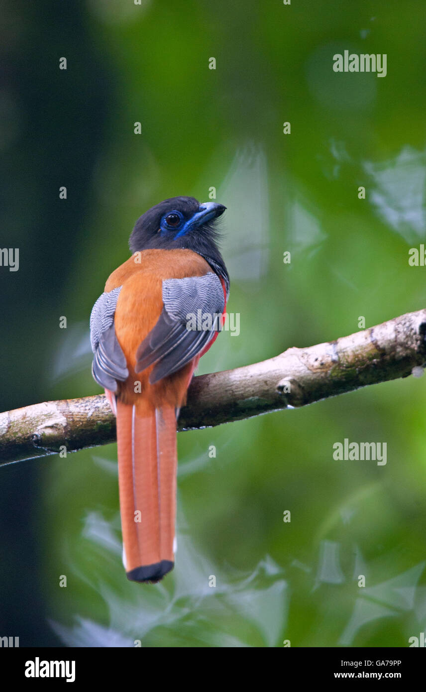 Malabar trogon hi-res stock photography and images - Alamy